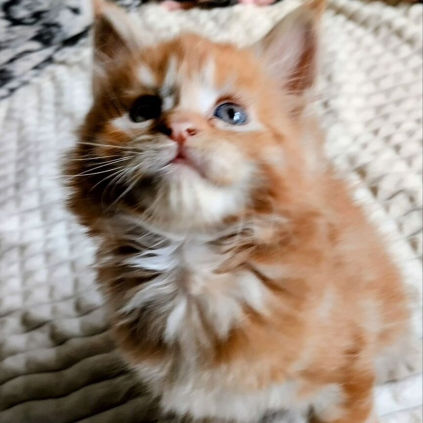 Мейн-кун котёнок