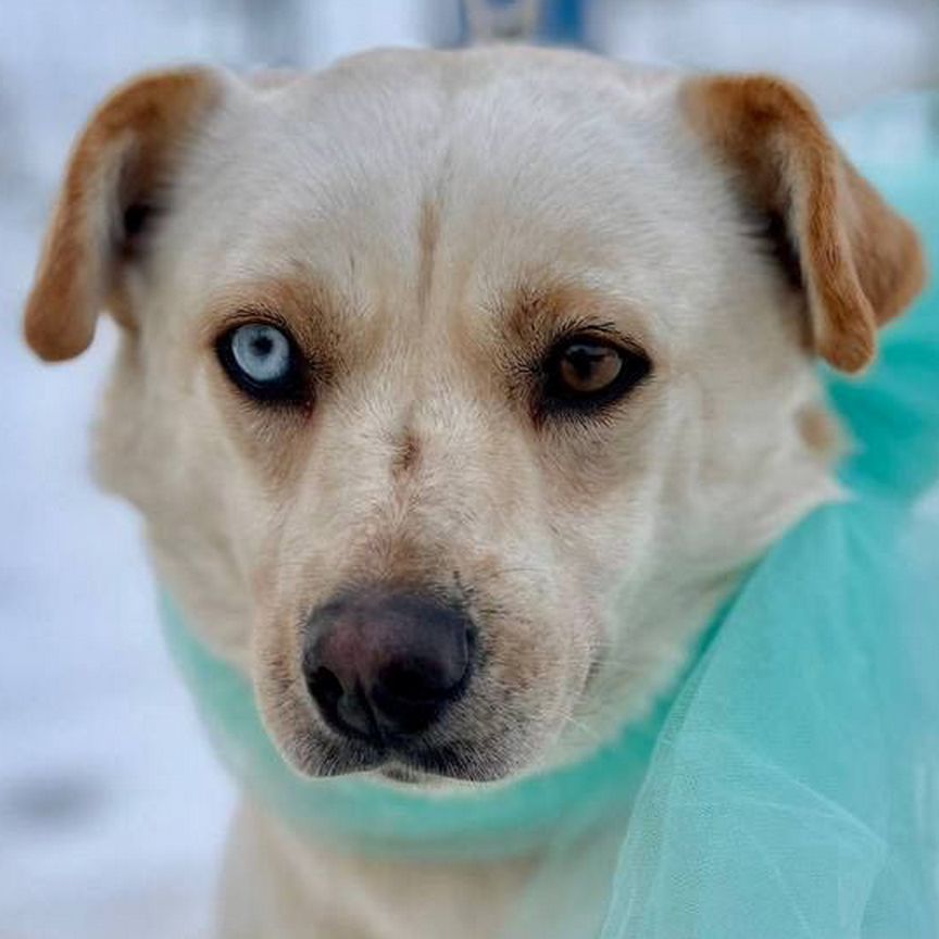 Взрослая собака в добрые руки