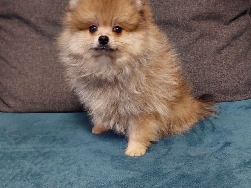 Померанский шпиц мальчик