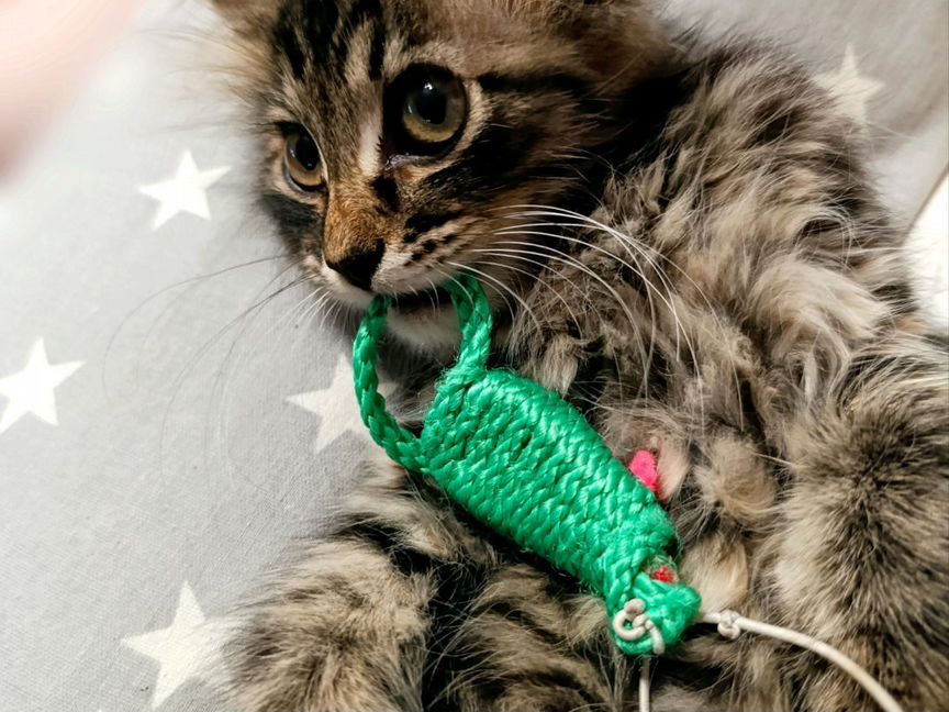 Котёнок девочка в добрые руки
