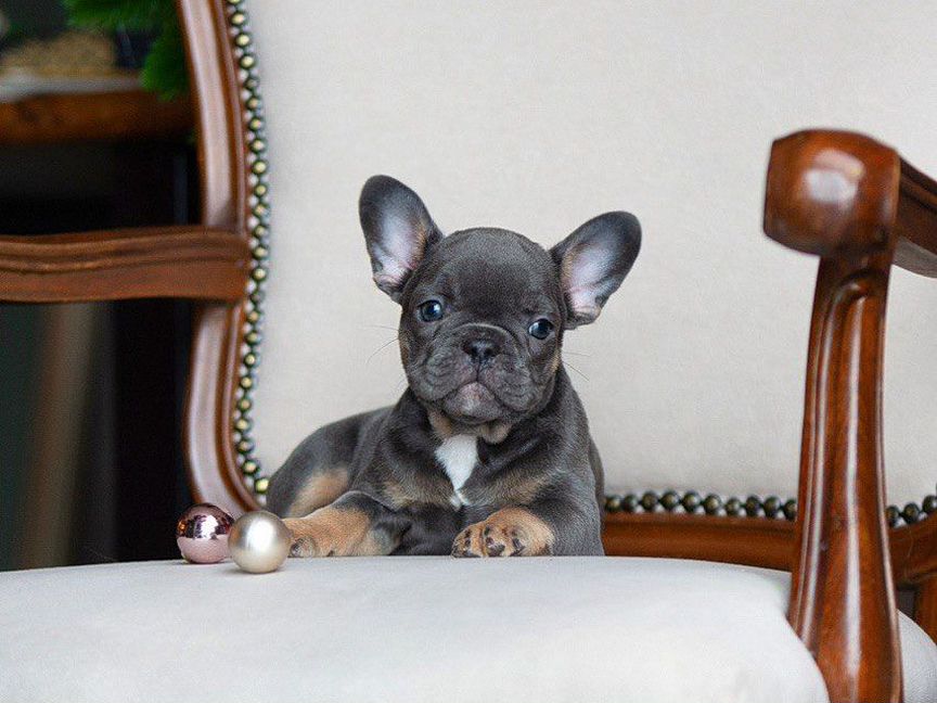 Французский бульдог