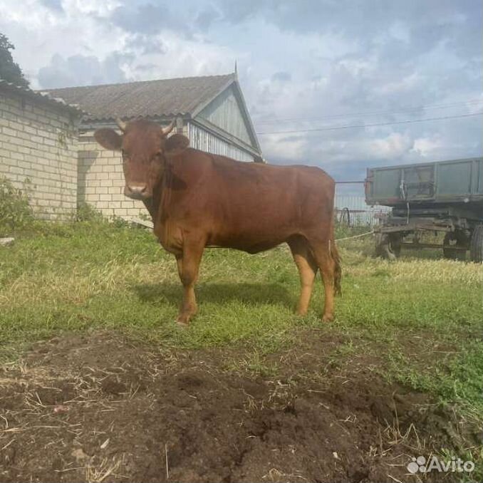 Стельная телка