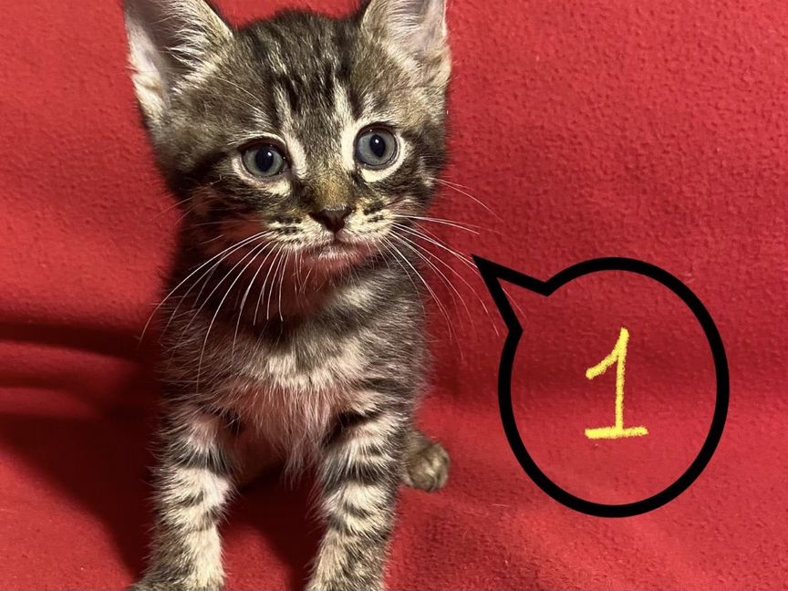 Котятки- малыши в поисках дома