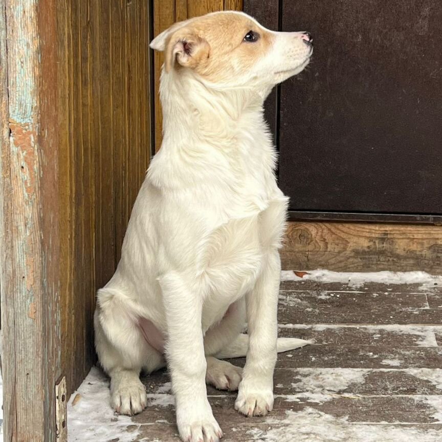 Ищет дом и семью