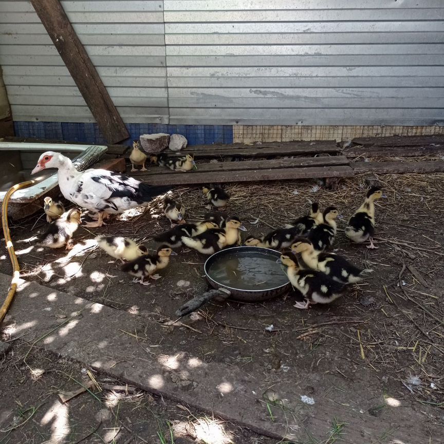 Мускусные утки