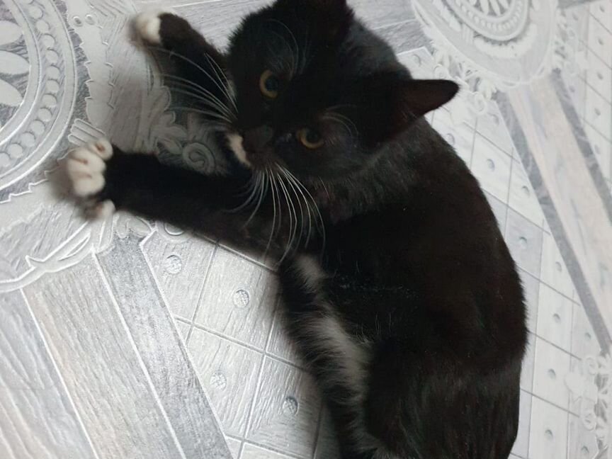 Помогите найти котёнку дом