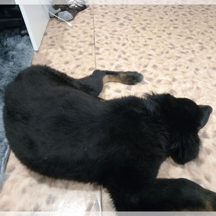 Немецкая овчарка, щенок