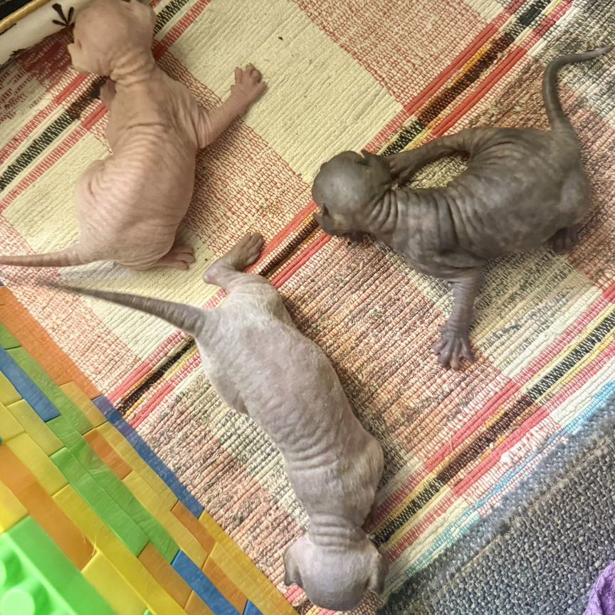 Канадский сфинкс котёнок