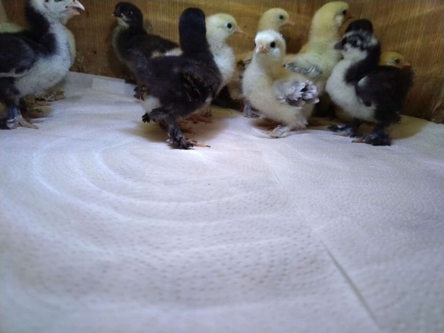 Цыплята карликовый кохинхин