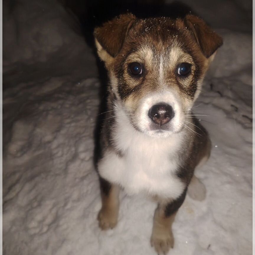 Щенок в добрые руки