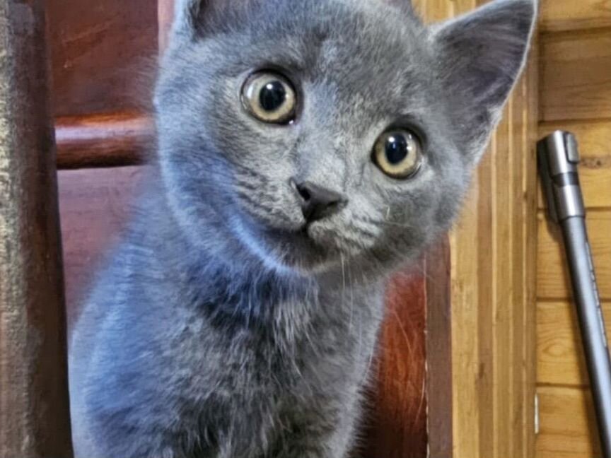 Милейший котенок в добрые руки
