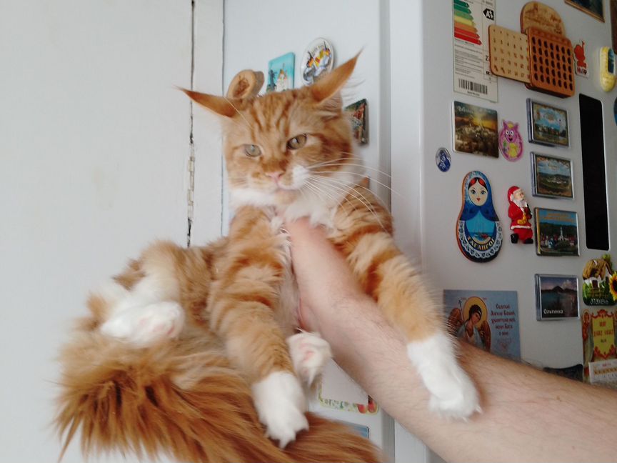 Котята мейн-кун