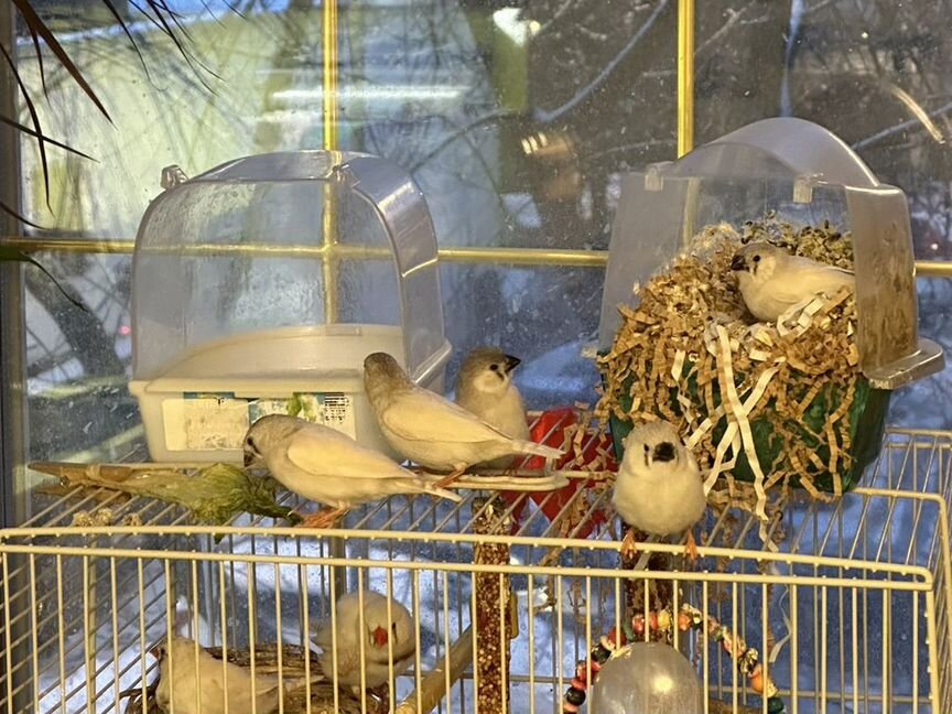 Зебровые амадины