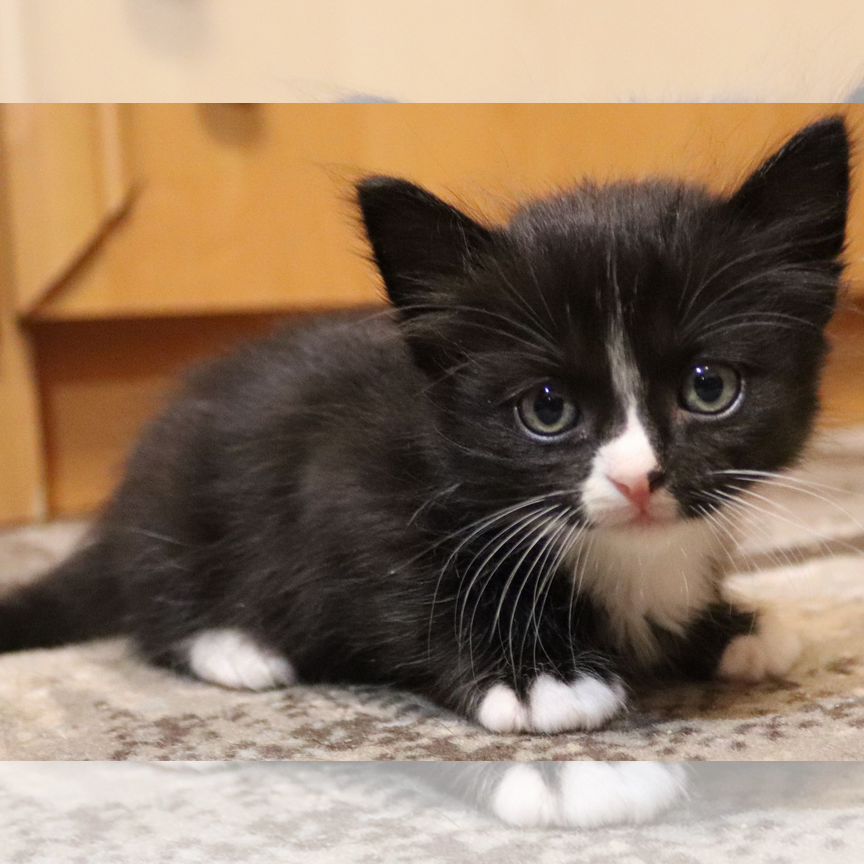 Котёнок в добрые руки