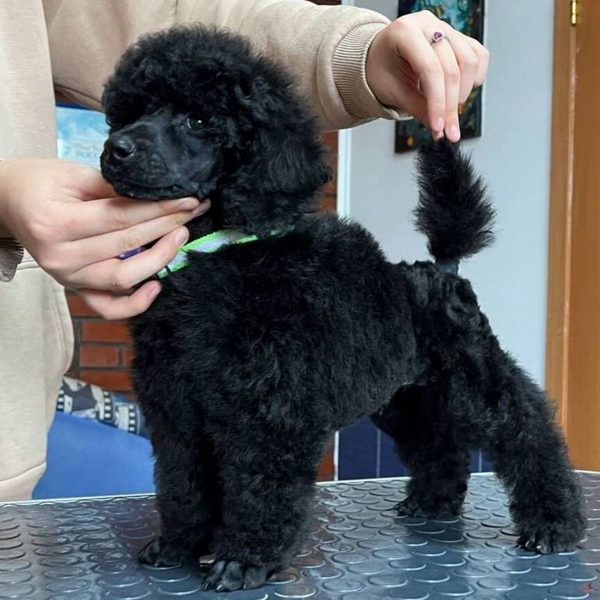 Пудель малый