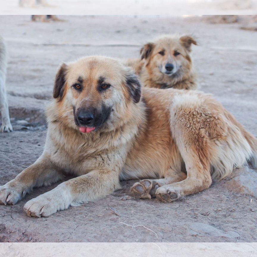 Взрослая собака в добрые руки