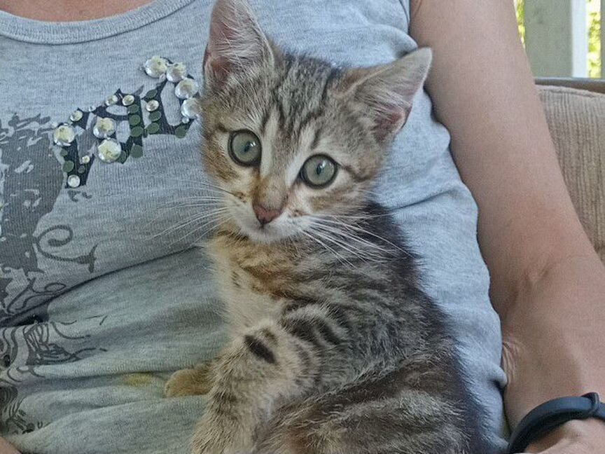 Котëнок