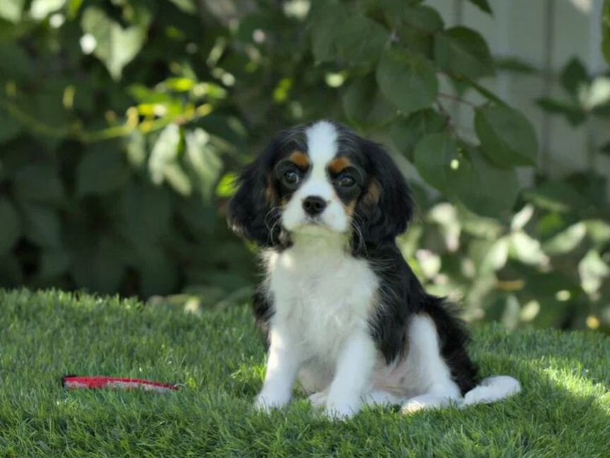 Кавалер кинг чарльз спаниель