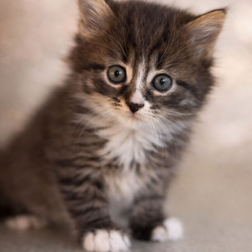 Сибирский котёнок