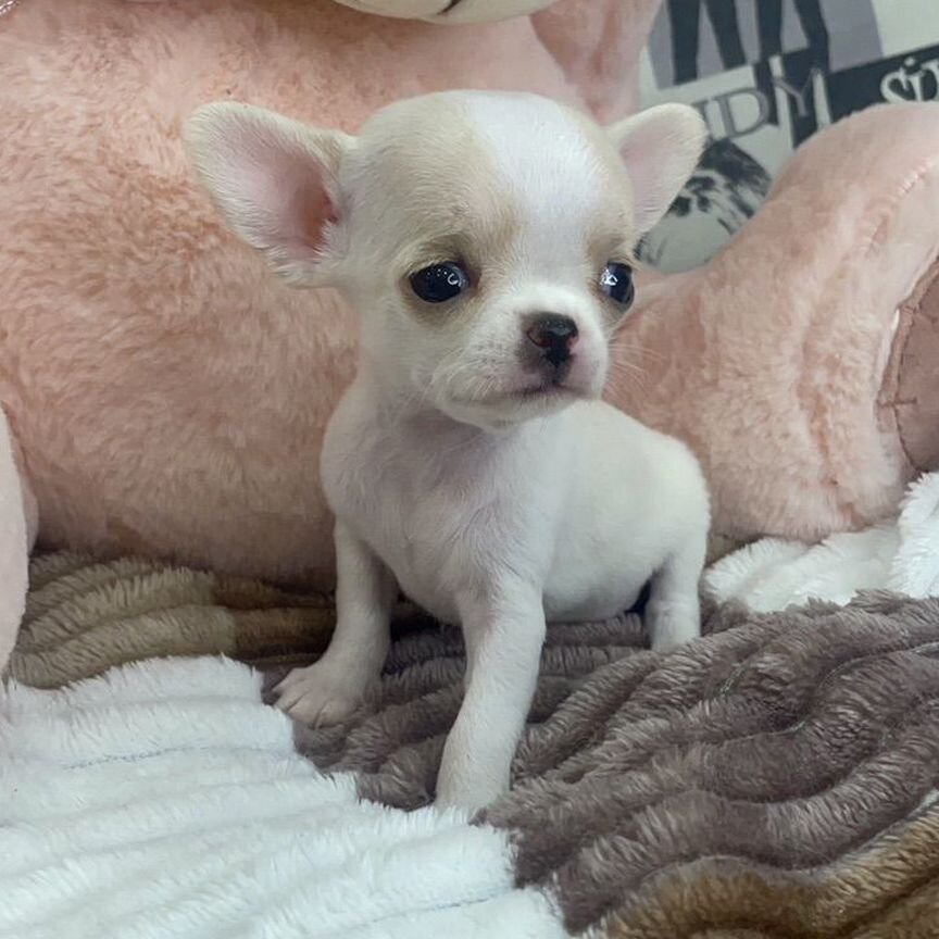 Чихуахуа щенки