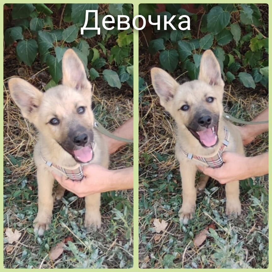 Собака в добрые руки