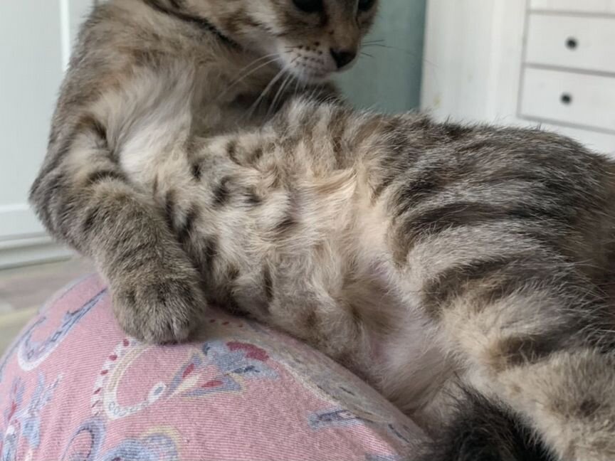 Кошка в дар
