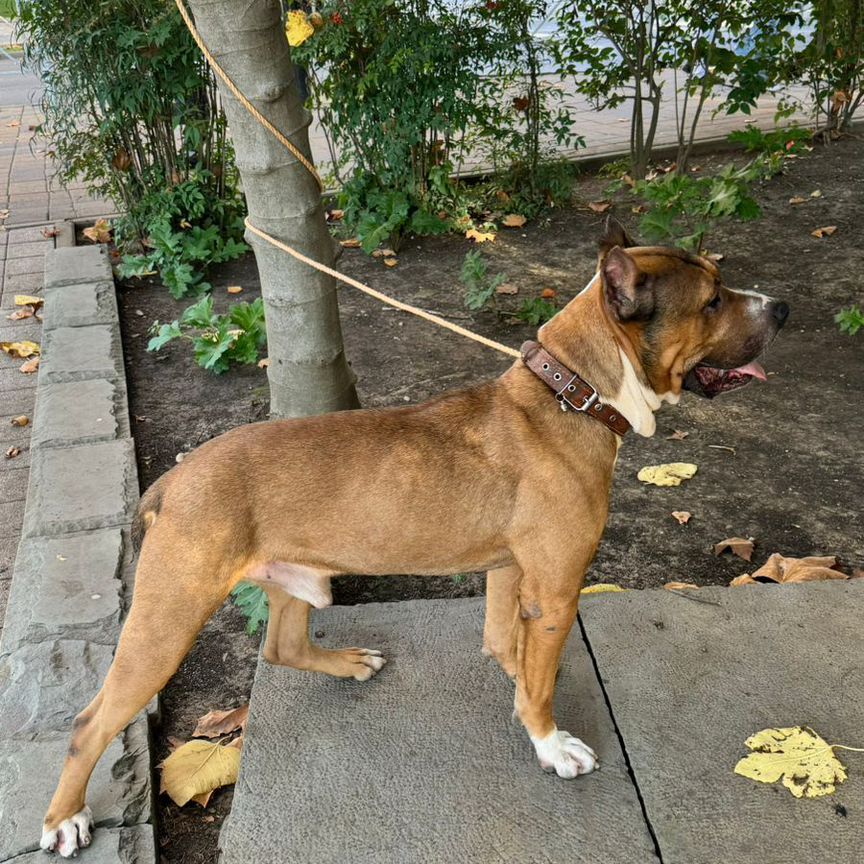 Отдам стаффорда