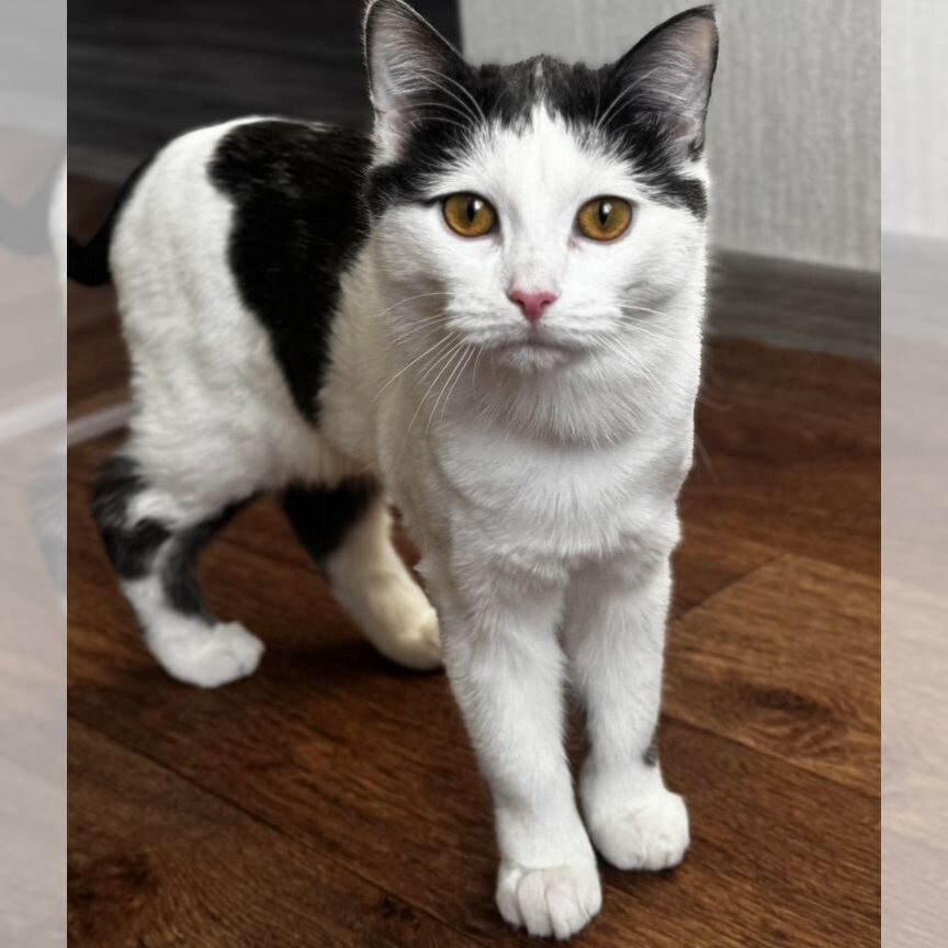 Ориентальный, взрослый кот