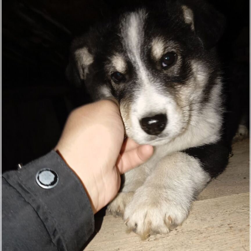 Щенок в добрые руки