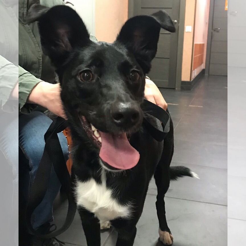 Собака в добрые руки