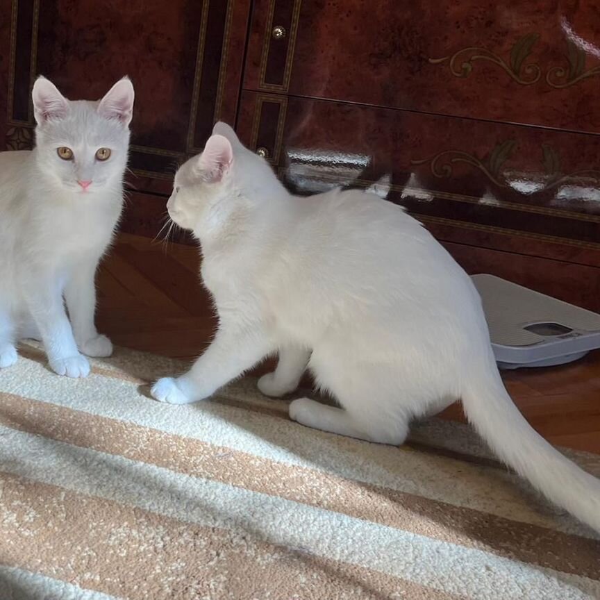 Котик в добрые руки