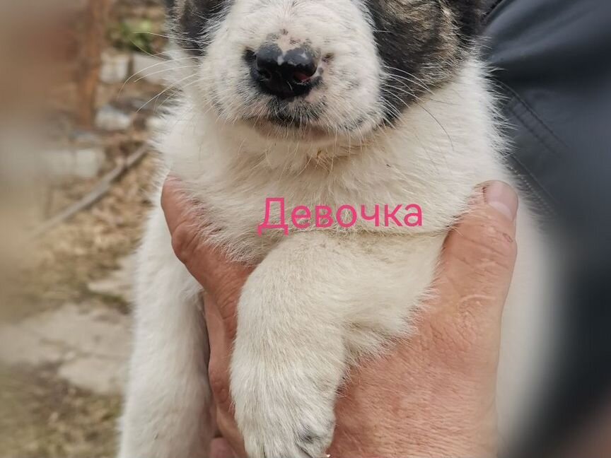 Среднеазиатская овчарка