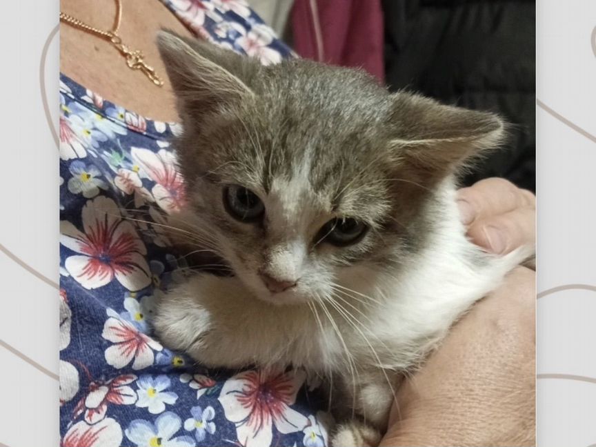 Котенок ищет дом