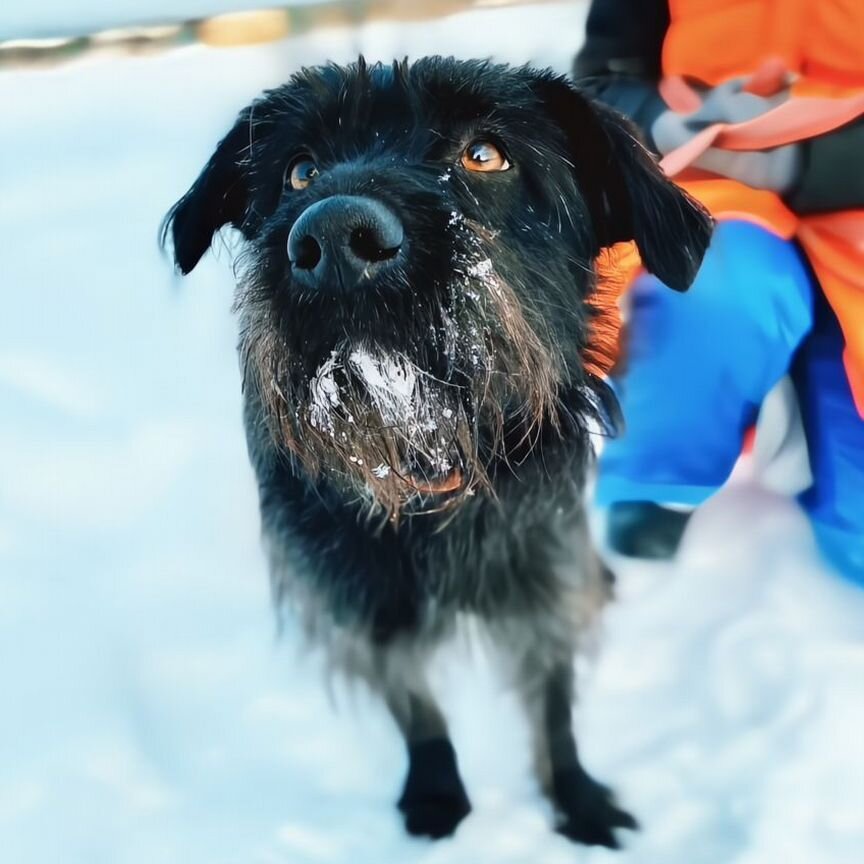 Взрослый пёс в добрые руки