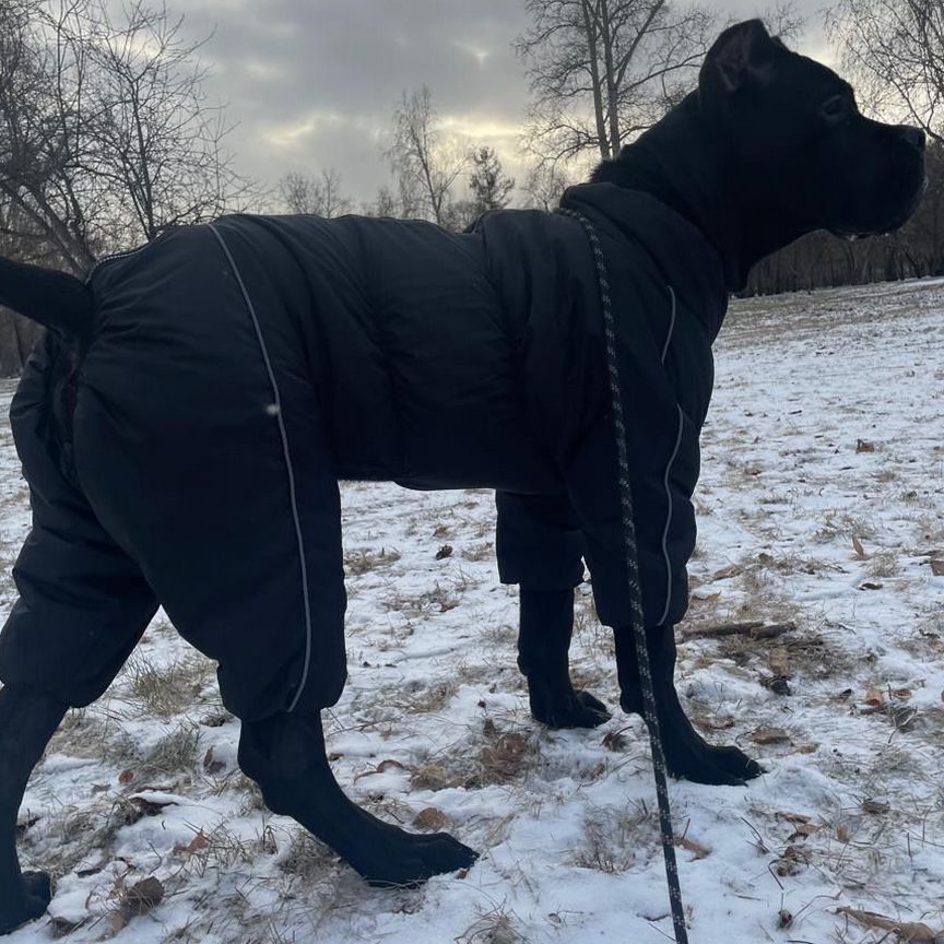 Комбинезон для крупной собачки зимний