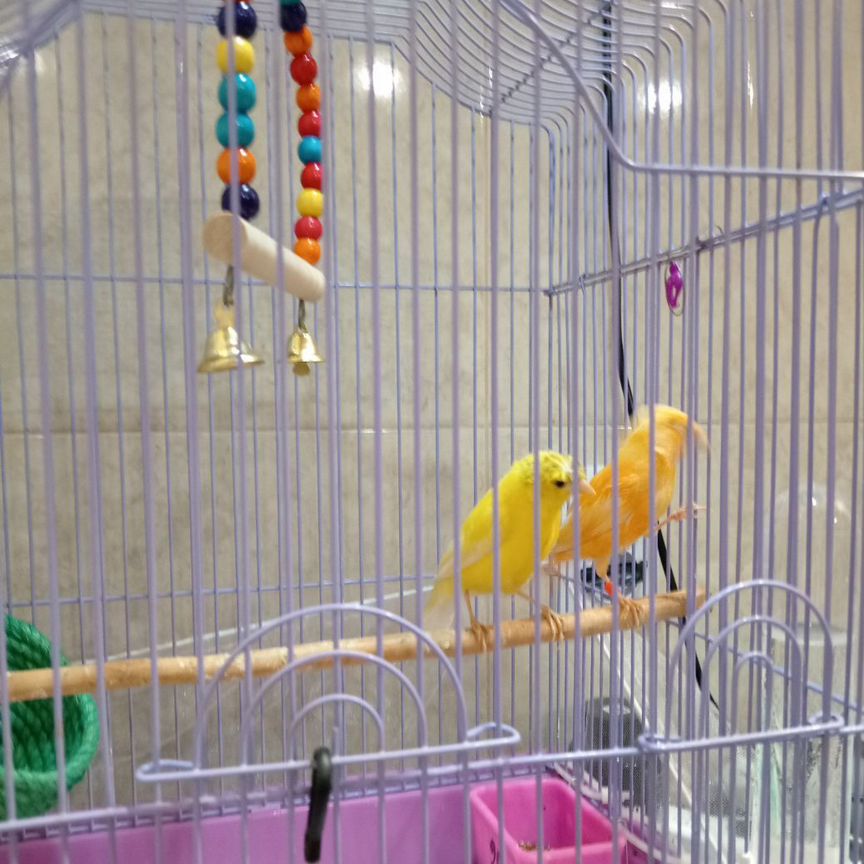 Кенара и канарейки