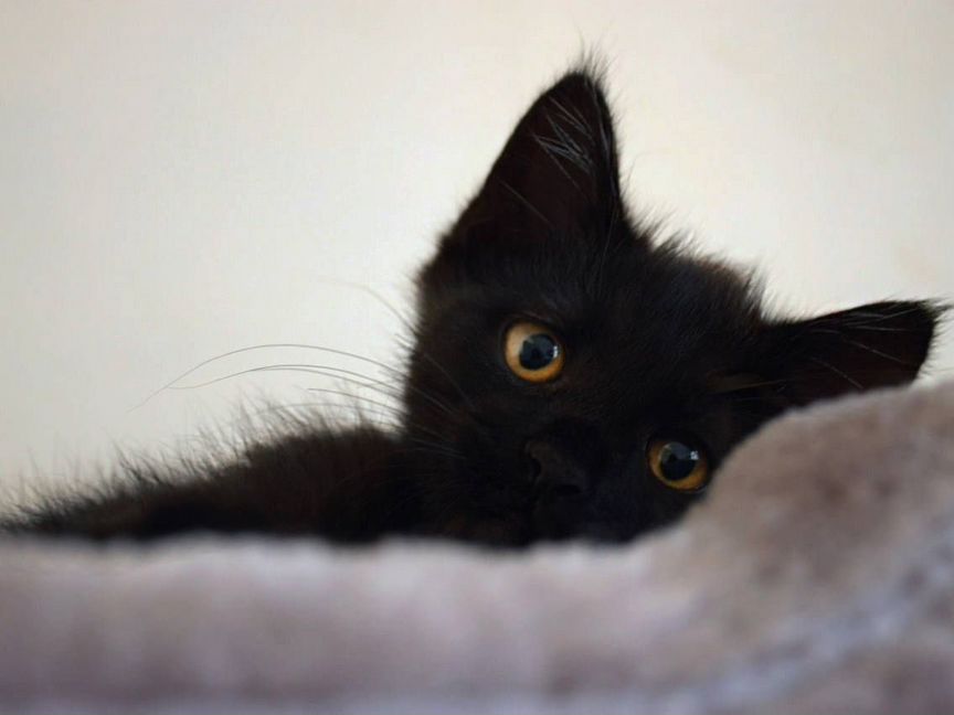 Котенок Чили в добрые руки