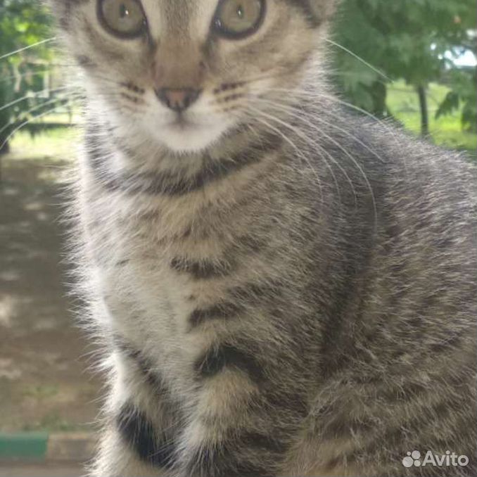 Котенок Египетской Мау
