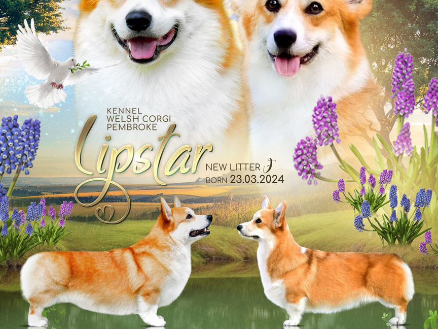 Малыши коржата