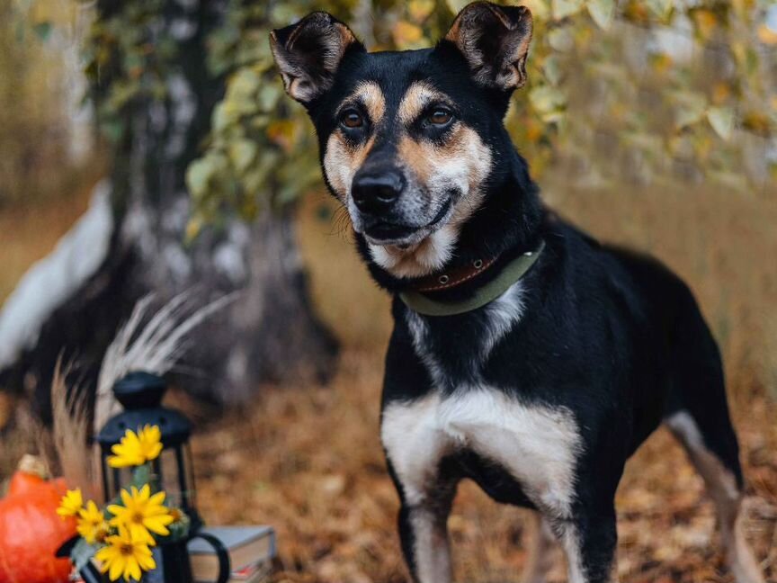 Чарующая Мэй из приюта ищет дом