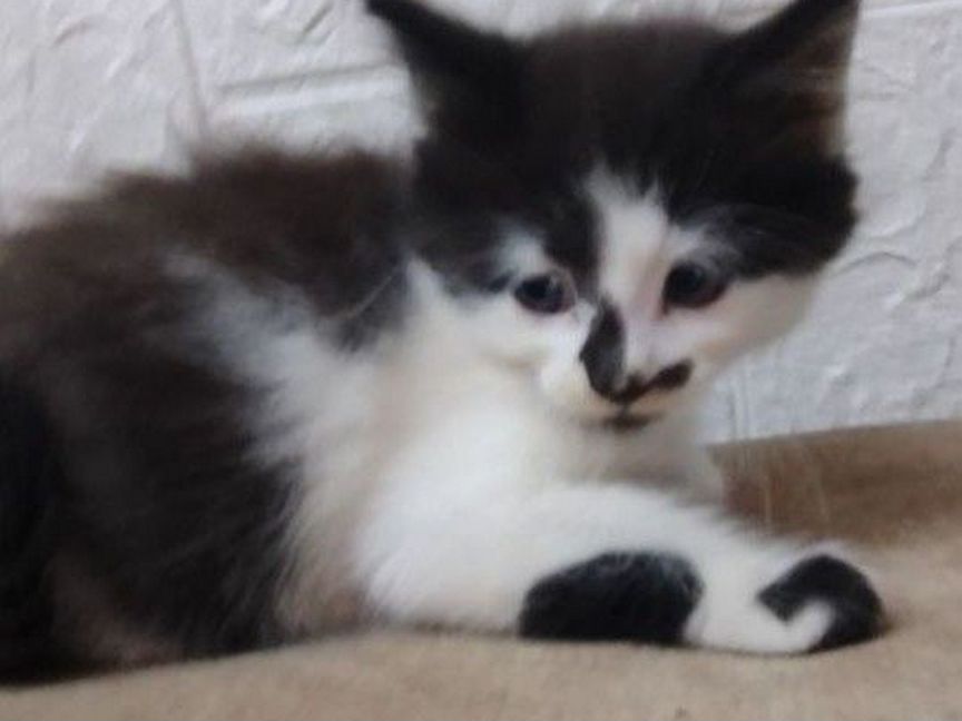 Котятки в добрые руки