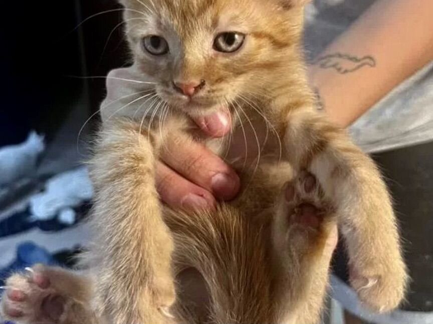 Котята в добрые руки даром
