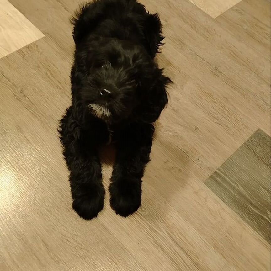 Собака мальтипу