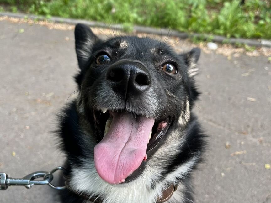 Собака в добрые руки отдам бесплатно