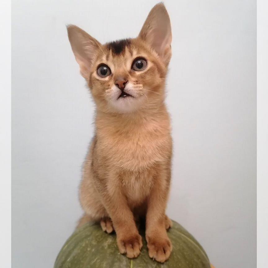Абиссинская кошечка