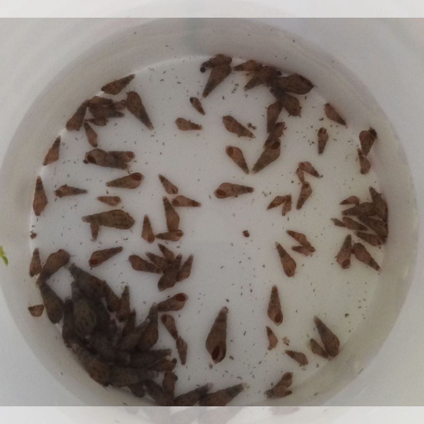 Улитки милания аквариумные