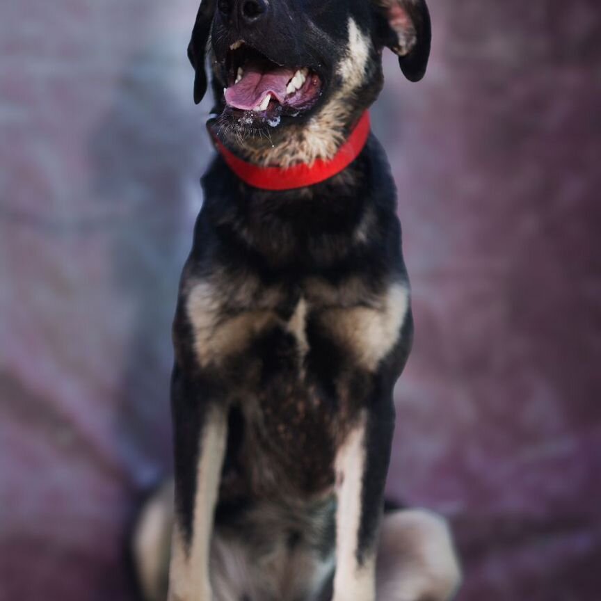 Собака в добрые руки