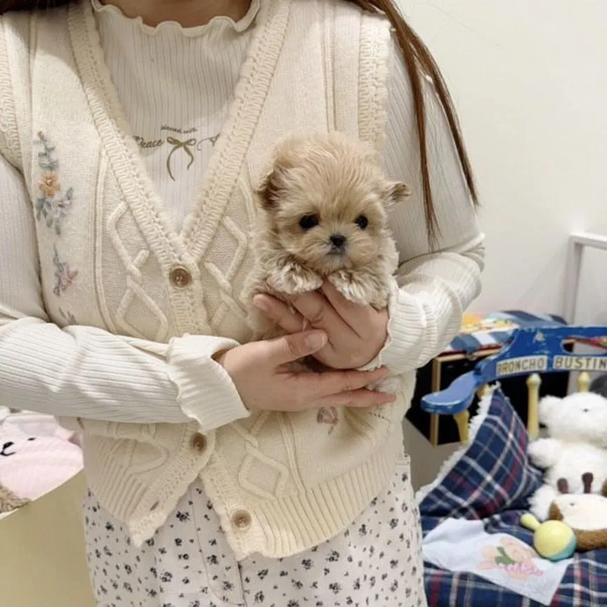 Микро мальчик мальтипу из Кореи