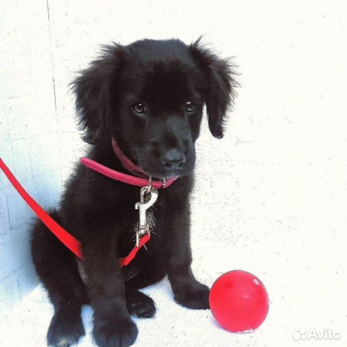 Милейшая Малышка щенок