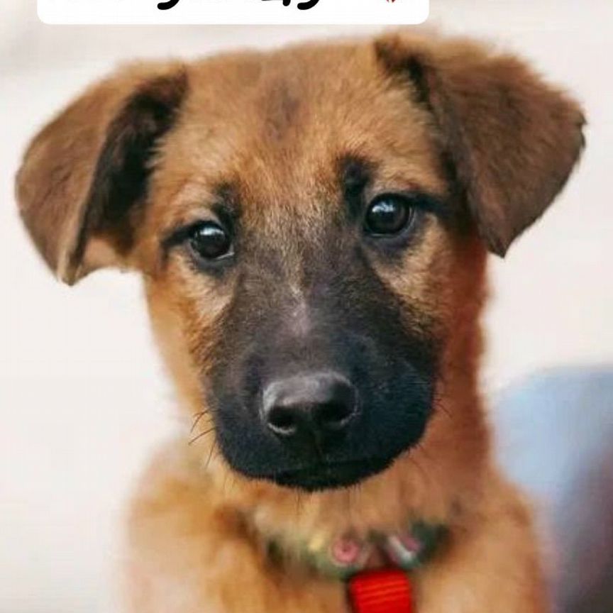 Щенок в добрые руки